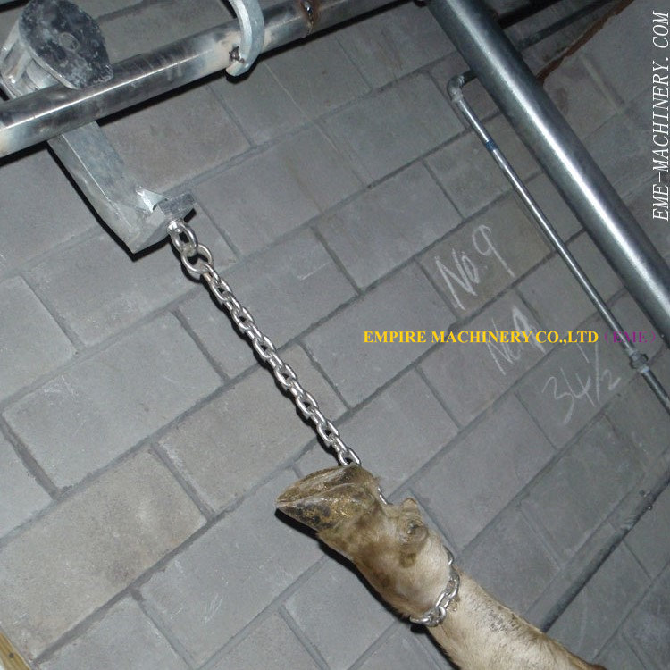 Cattle bleeding shackle for cattle slaughtering processing-Stunning ...