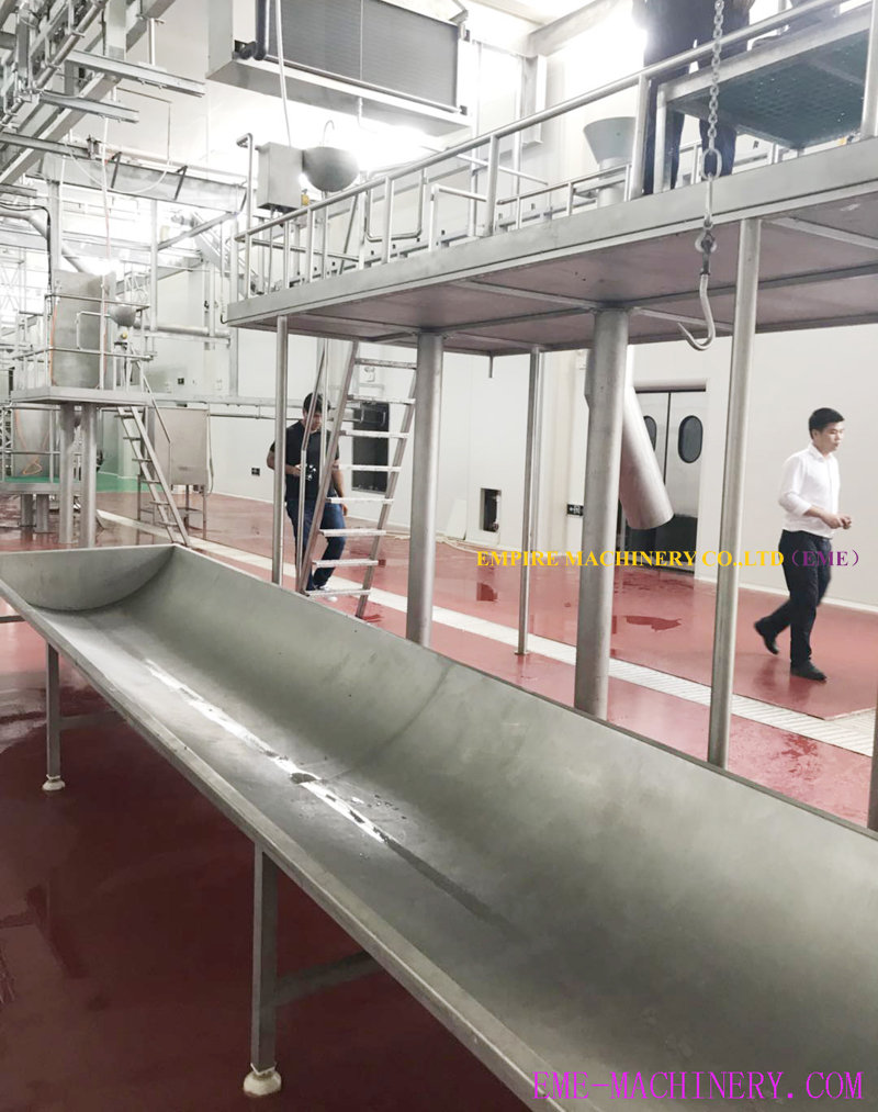 Cattle blood collection chute for slaughterhouse-Stunning/killing ...